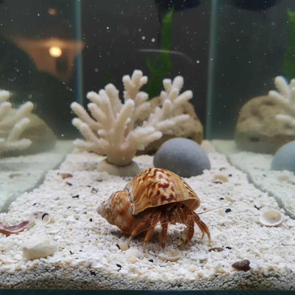 Cát san hô trải nền cho ốc mượn hồn: Lợi ích và hướng dẫn sử dụng chi tiết